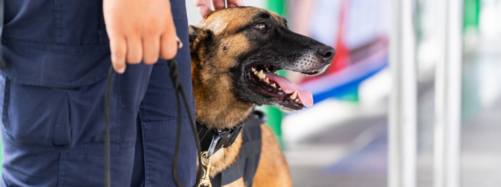 Indian Drug Detection Dogs – Specially Trained Dogs for Drug Detection